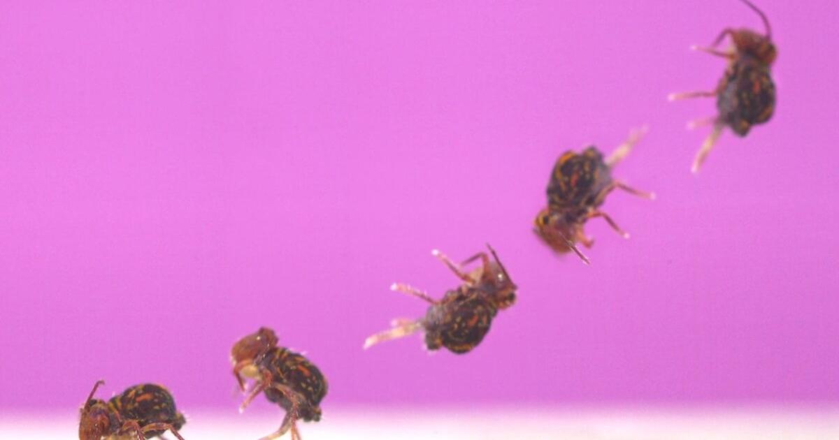 Dünyanın en hızlı ters perende atan canlısı ilk kez kameralara ...